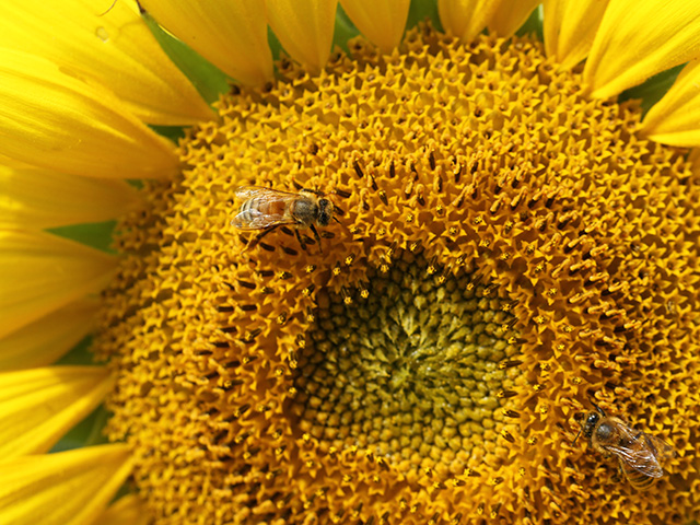 My Own Personal Bee-Gate