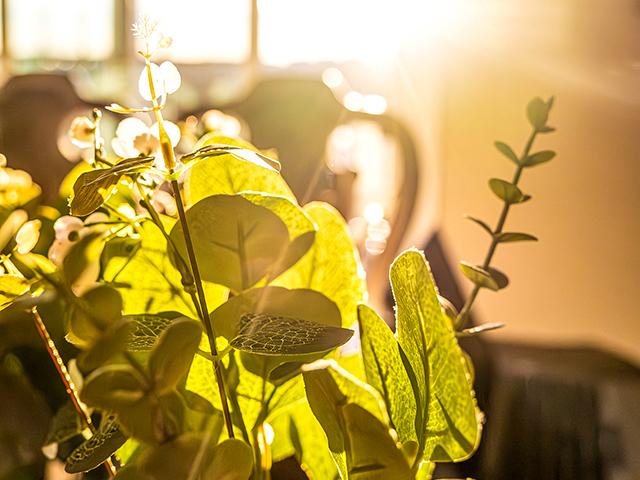 My Green Thumb Heads Indoors