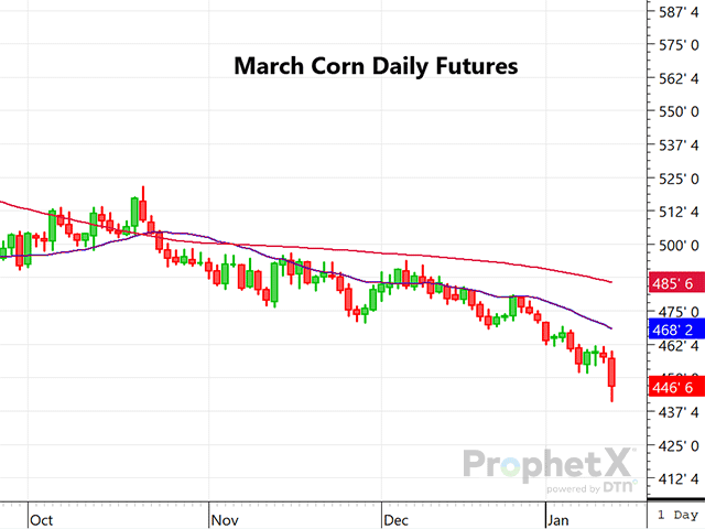 Record Corn Yield and Production in January WASDE Sends Market Down Hard