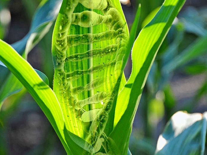 engineered crops nyt