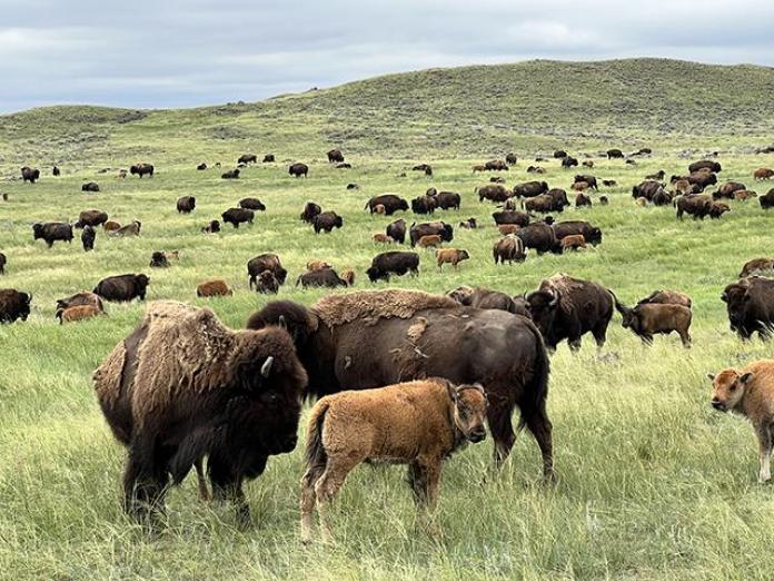 largest bison herd