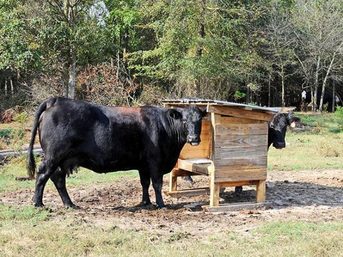 cows hooves falling off
