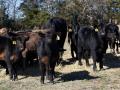 More Livestock and Cattle News Headlines from DTN