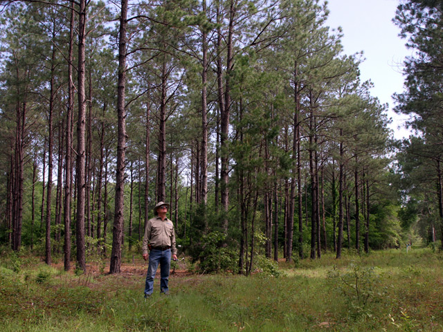 Timber: A Renewable Crop