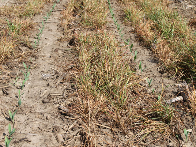 Cutworm Scouting Starts