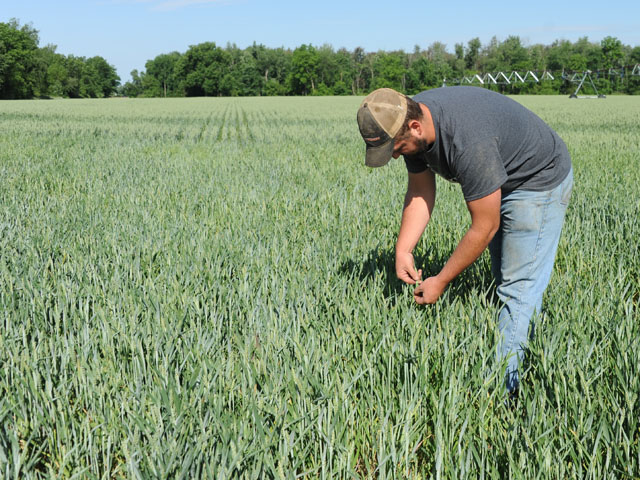 Producers Encouraged to Check Now for Insects