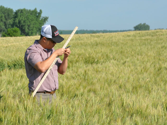 Wheat Nearing Harvest as Scouts Head Out