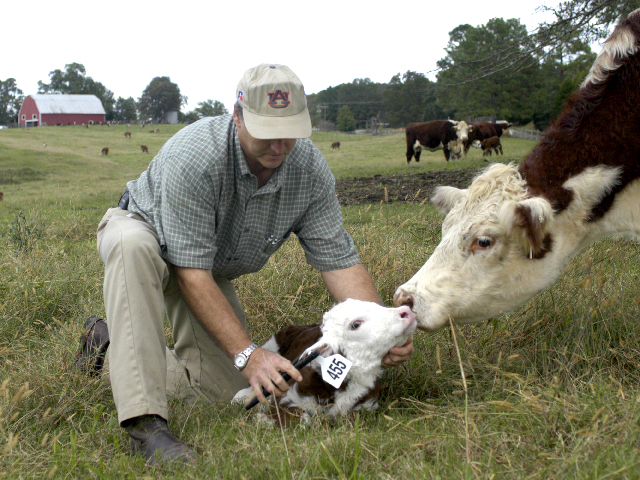 Calving-Ease Traits Tie to the Bull