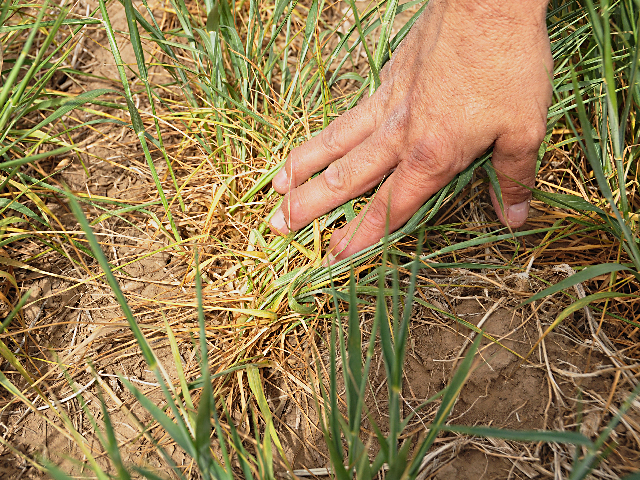 Spring Unveils Damaged, Lost Wheat in Great Plains