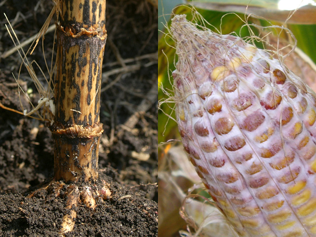 corn stalk rot