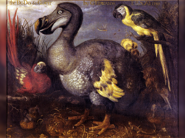 The Fall Run of Dodos