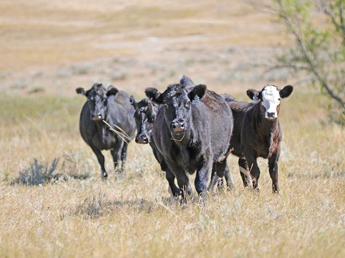 black simmental calves