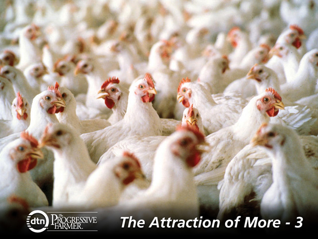 Chicken Producers Brave Expansion