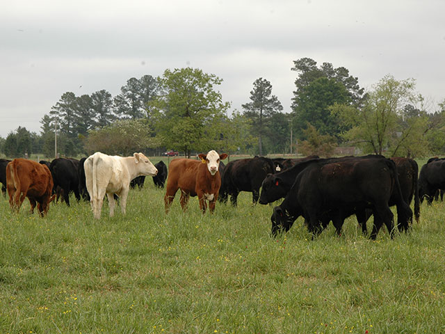 First-Calf Heifer Keeps Coming into Heat