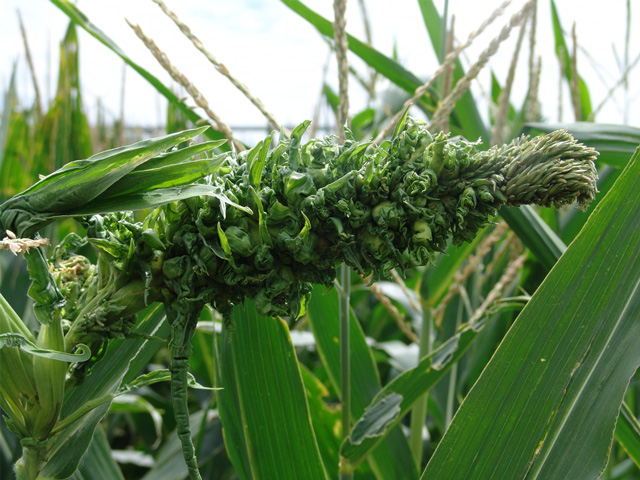 Saturated Cornfields Face a Host of Late-Season Risks