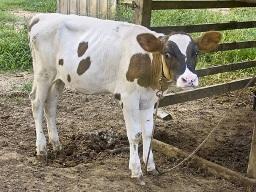 Get Orphan Calves Off to a Good Start