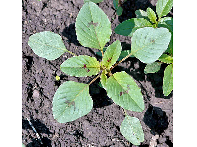 Pigweed Identification