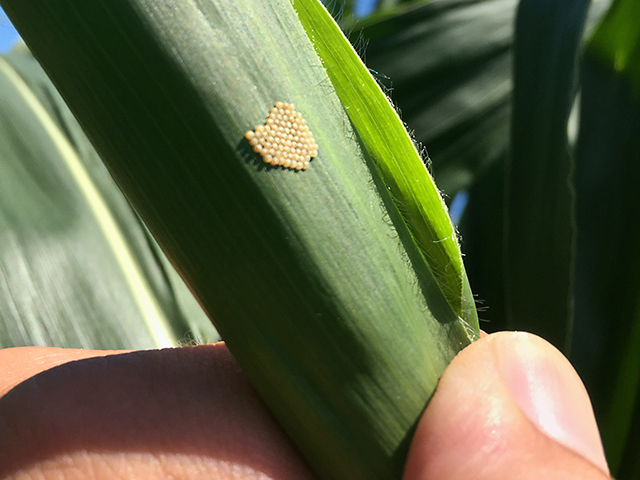 Here's advice on how to scout and control the corn pest.