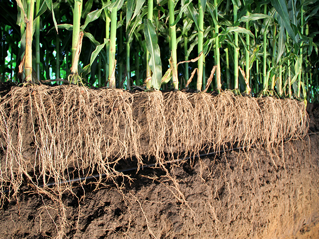 Scientists are studying how roots help produce higher yields and better ...