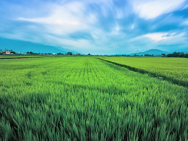 China Rice Fight