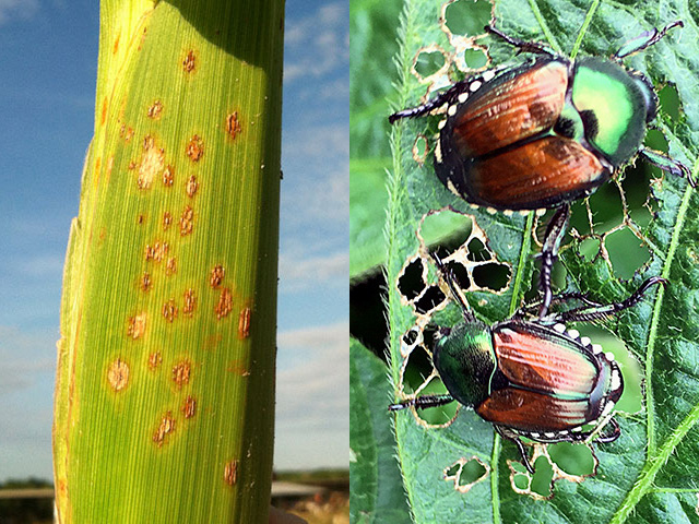 Foliar Corn Diseases and Beetles on the Move