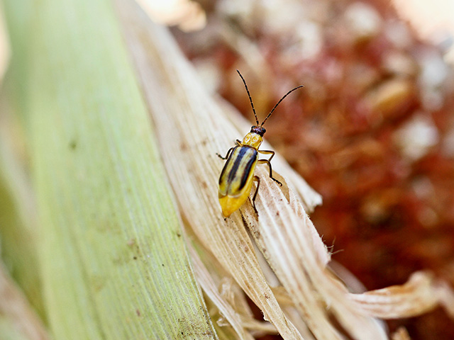 New Rootworm Control Option?