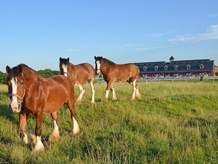 Budweiser Clydesdale Horses Stables