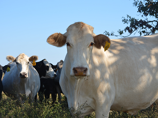 Diversification Helps Level Returns