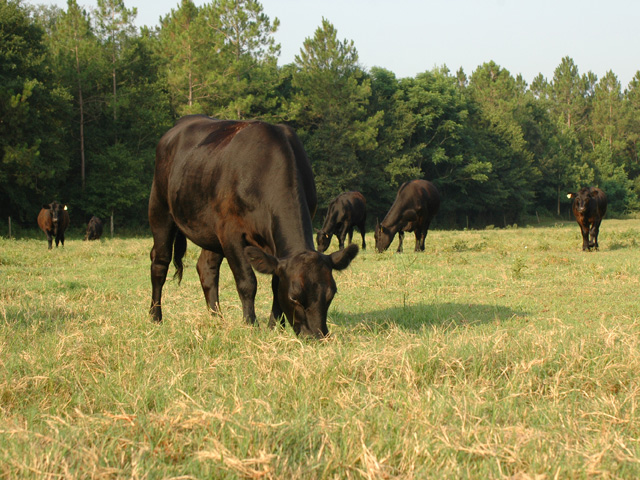 RMA Offers Pasture Rangeland Forage Insurance