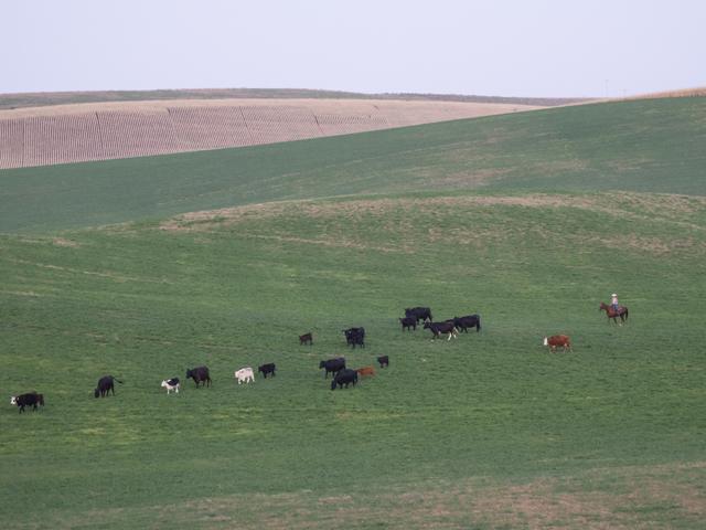 How Much Forage Is Grazed in Fall Affects Production Next Spring